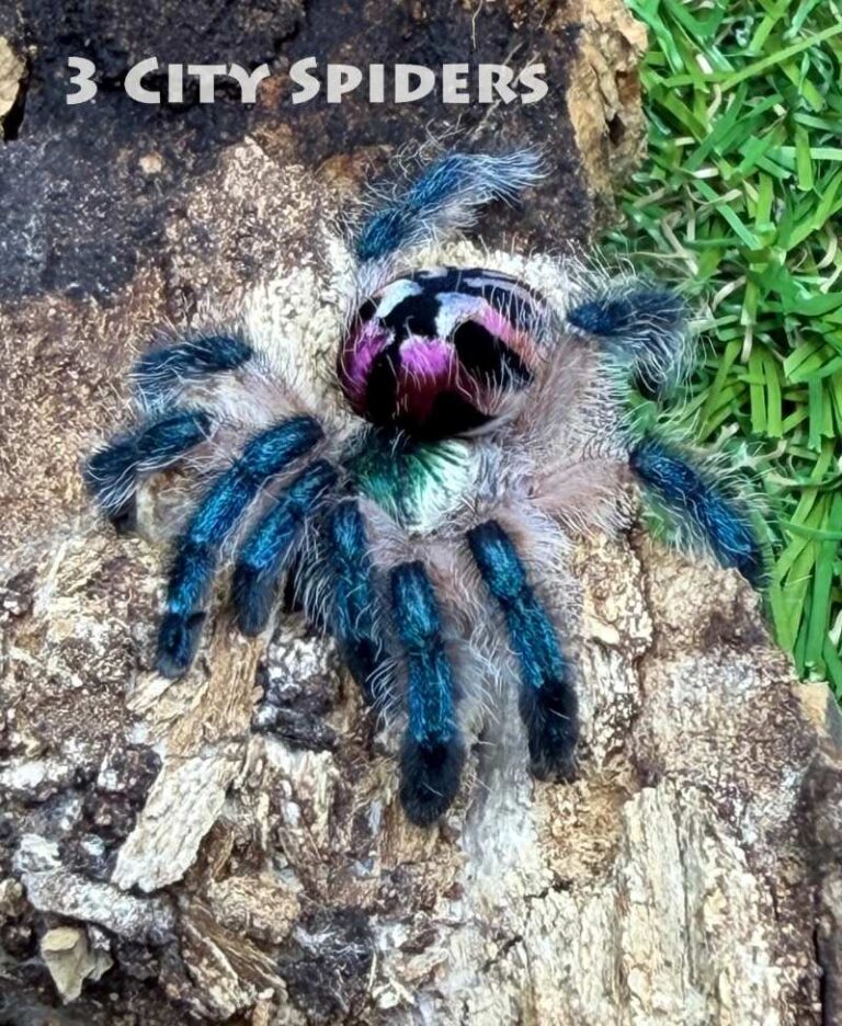 Typhochlaena seladonia - 3CitySpiders